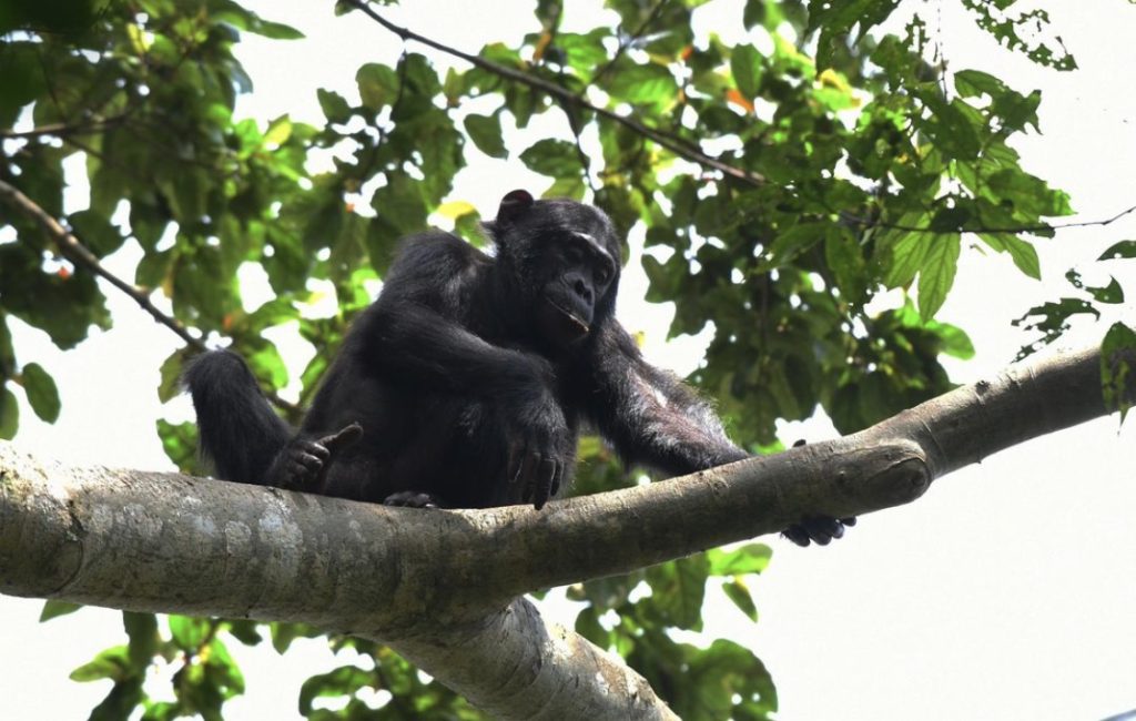 Nyungwe Forest National Park : where to see chimpanzees in Rwanda ...